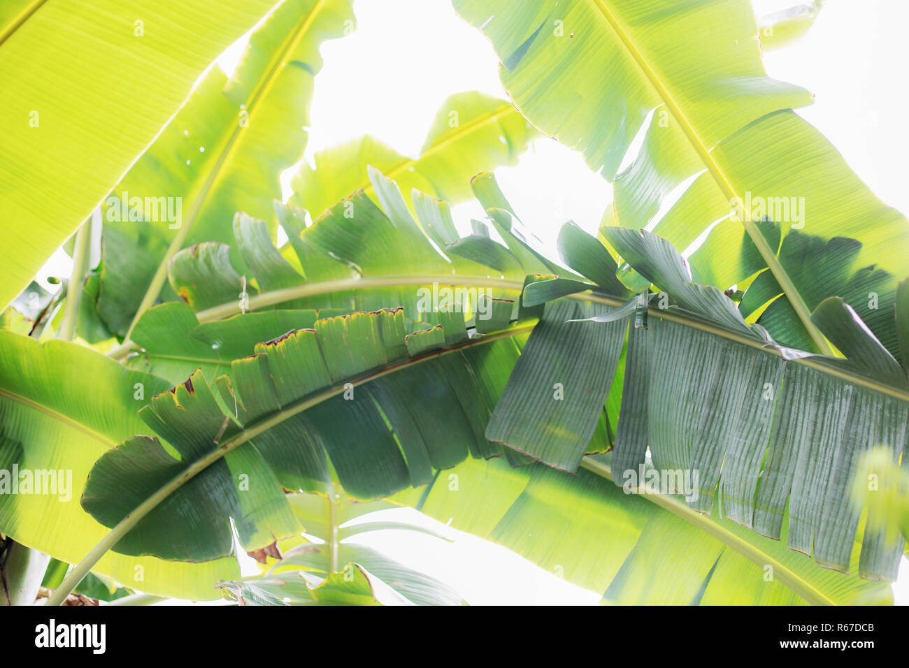 Banana leaves at sunlight with the sky Stock Photo - Alamy