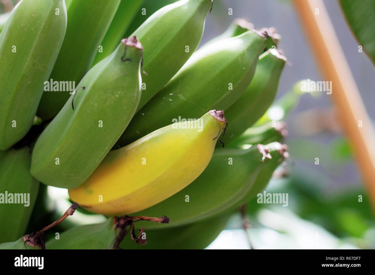 Banana ripe on tree at sunlight in farm Stock Photo - Alamy