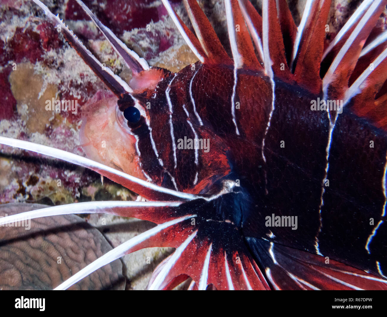 indian lionfish - lionfish Stock Photo - Alamy