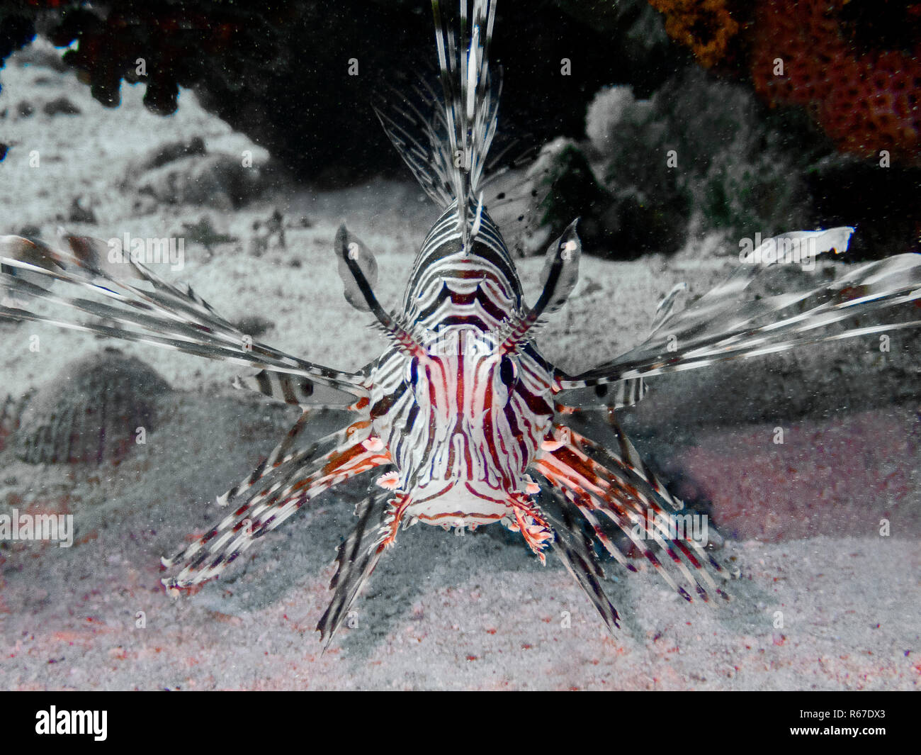 indian lionfish - lionfish Stock Photo - Alamy