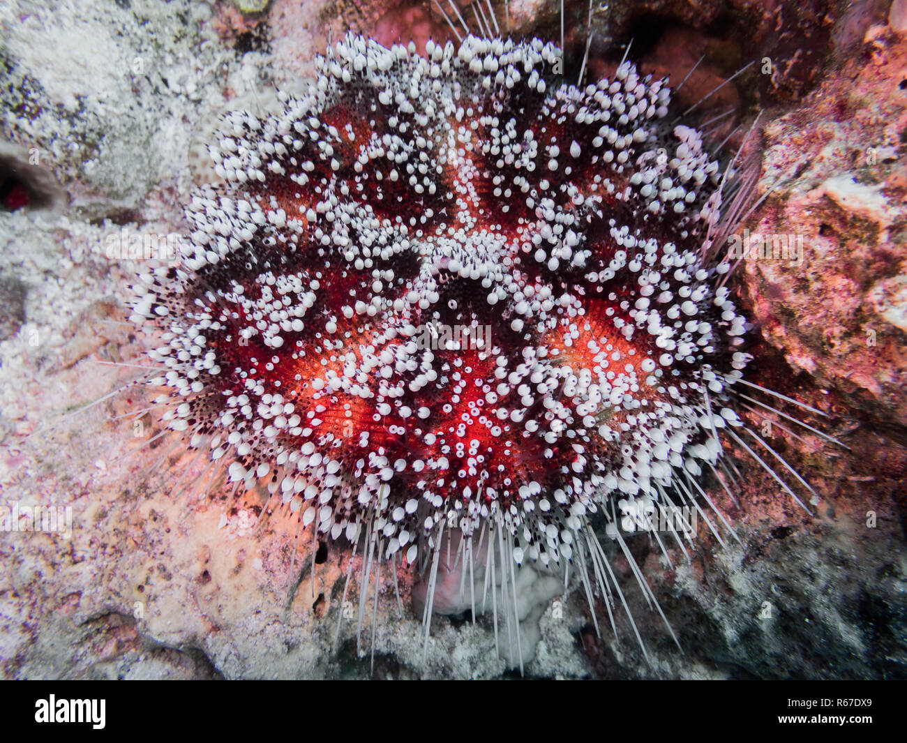 Hurghada starfish hi-res stock photography and images - Alamy