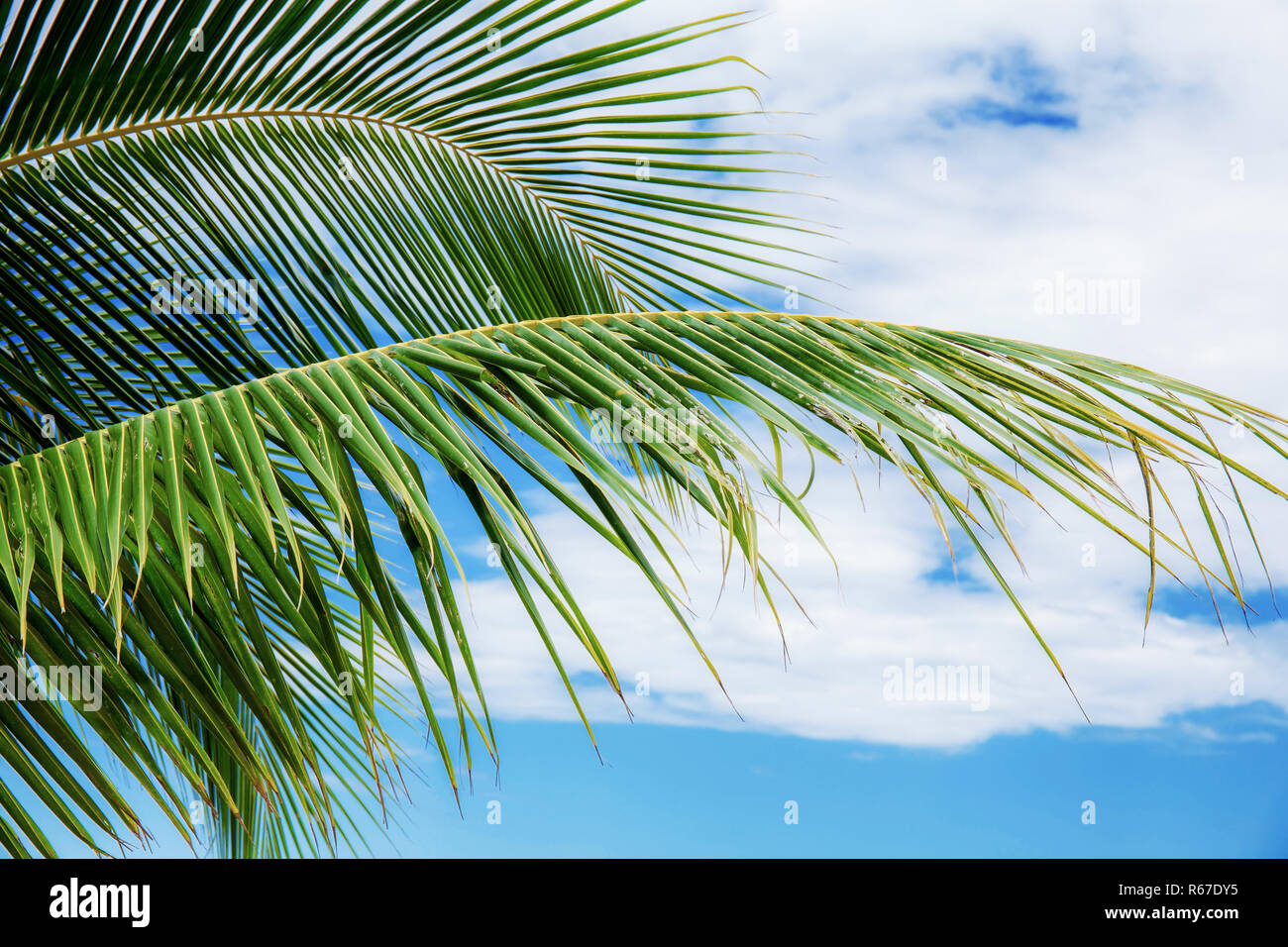 Coconut leaves at sky with the beautiful of nature in summer Stock ...