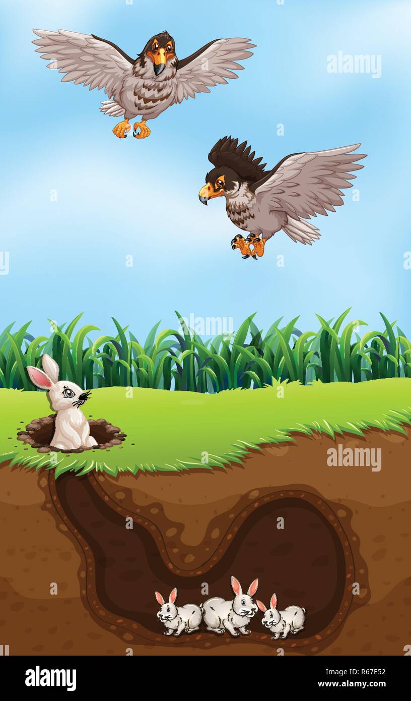 An eagle hunting rabbit illustration Stock Vector Image & Art - Alamy