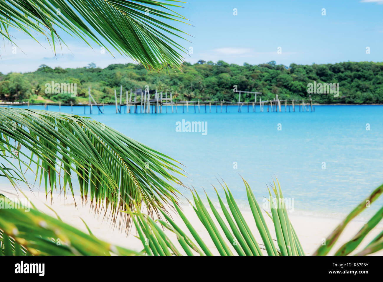 Coconut leaves on island at sea with the beautiful of nature Stock ...