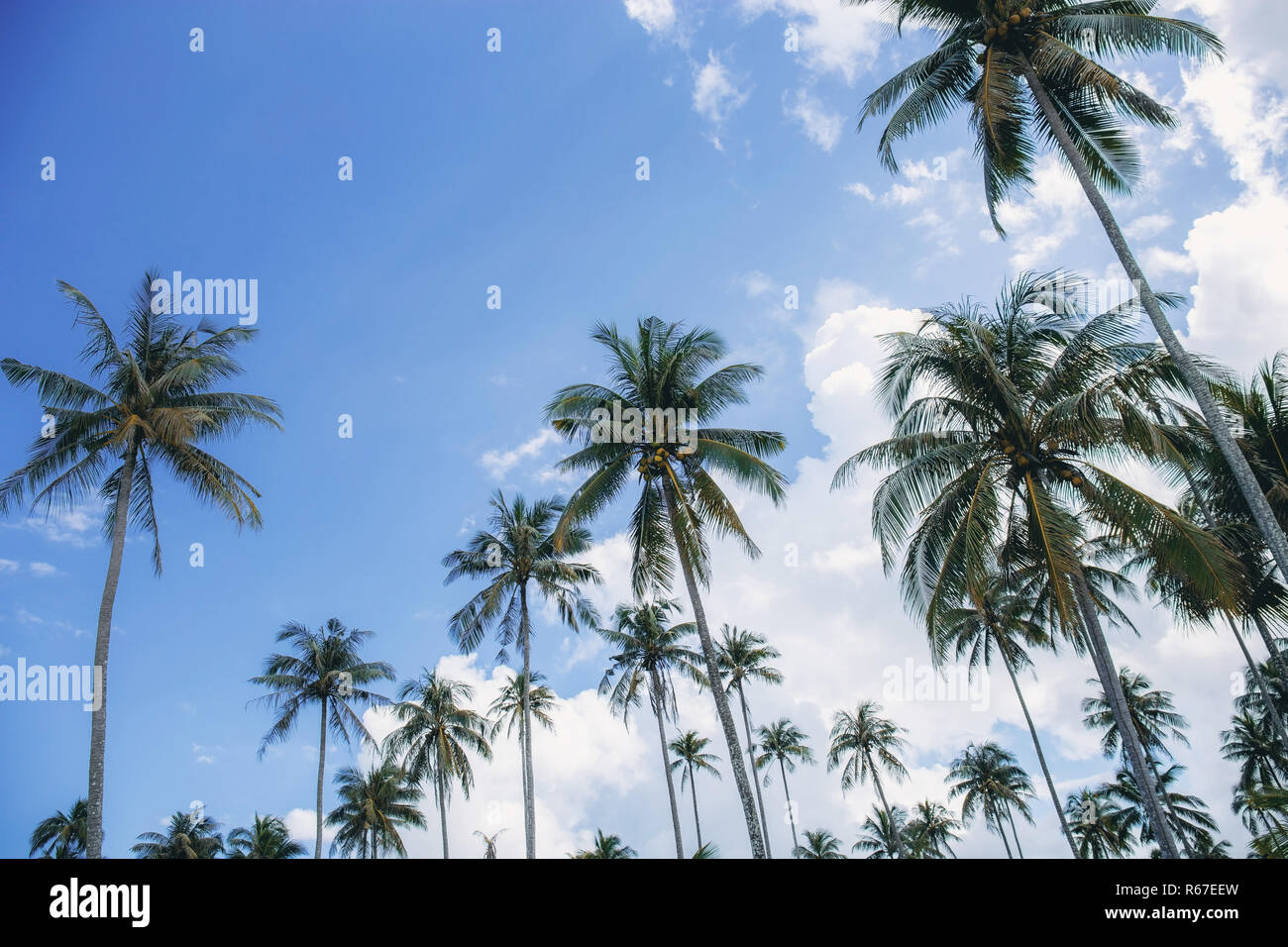 Coconut tree at the blue sky with color background Stock Photo - Alamy