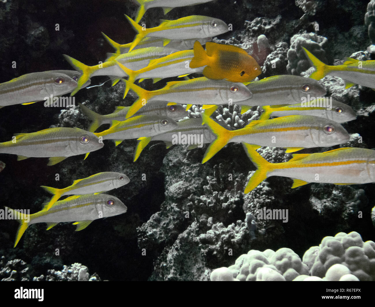 yellow fin barbe Stock Photo - Alamy