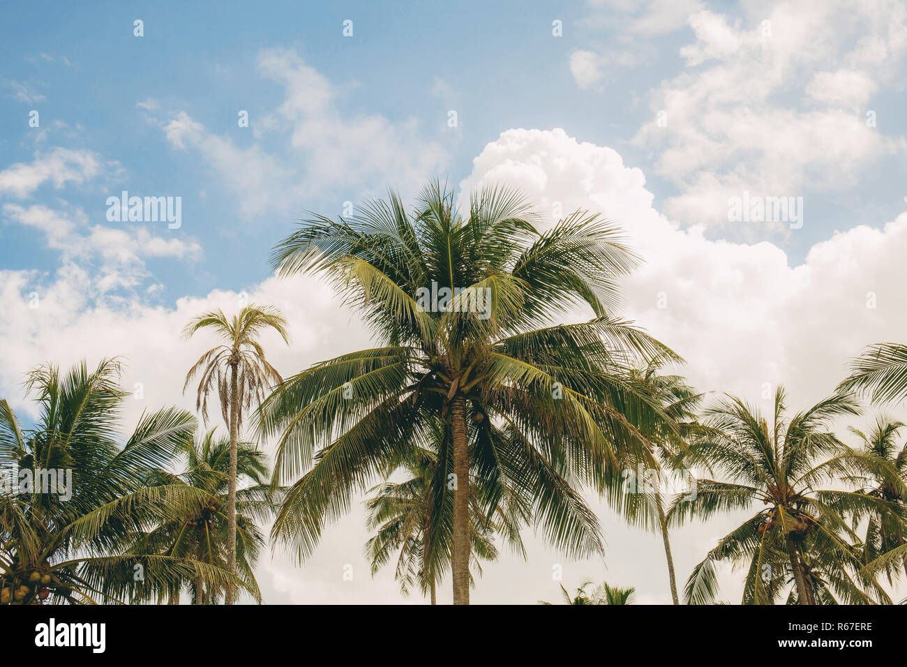 Coconut tree at sunlight with the sky in summer Stock Photo - Alamy