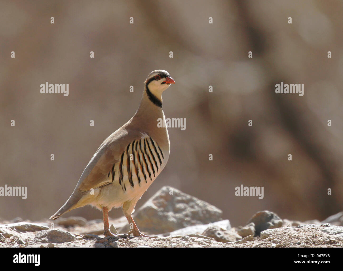 Chukar partridge Alectoris chukar in Rumbak Valley, Ladakh, India Stock ...