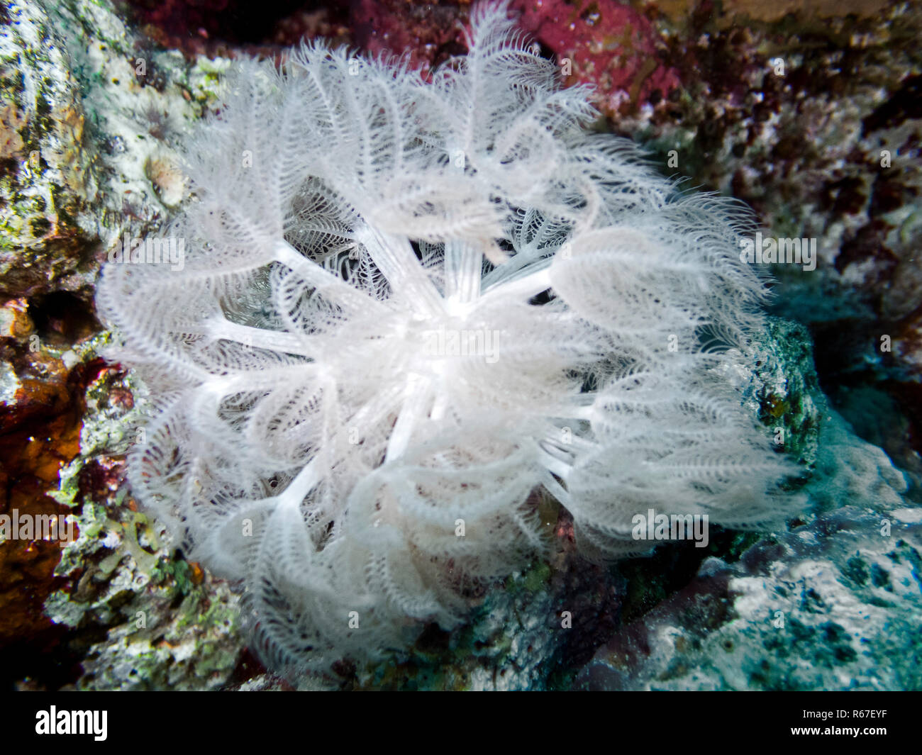 Star hair hi-res stock photography and images - Alamy
