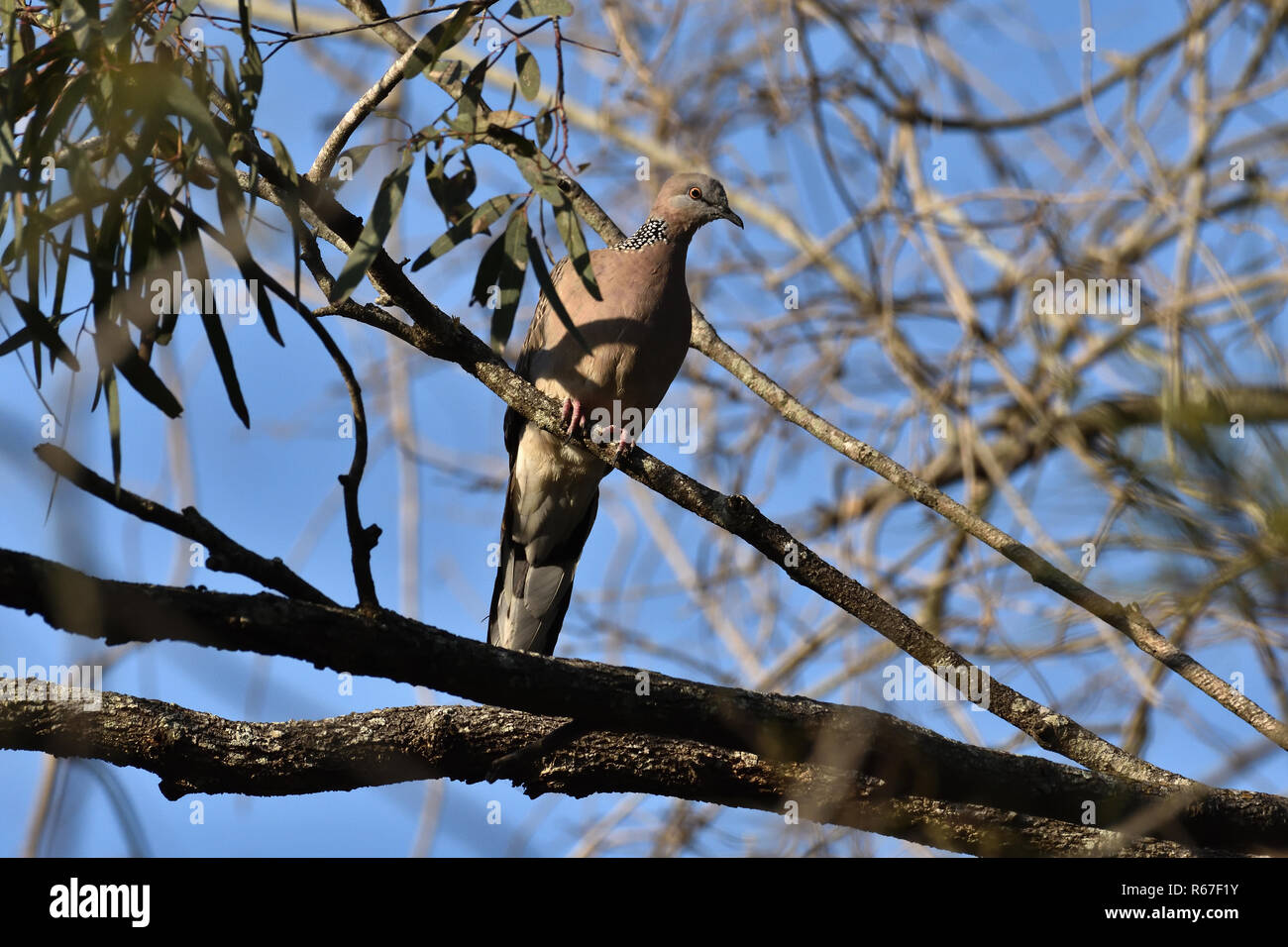 Queensland Spotted Turtle Dove Streptopelia Chinensis High Resolution ...