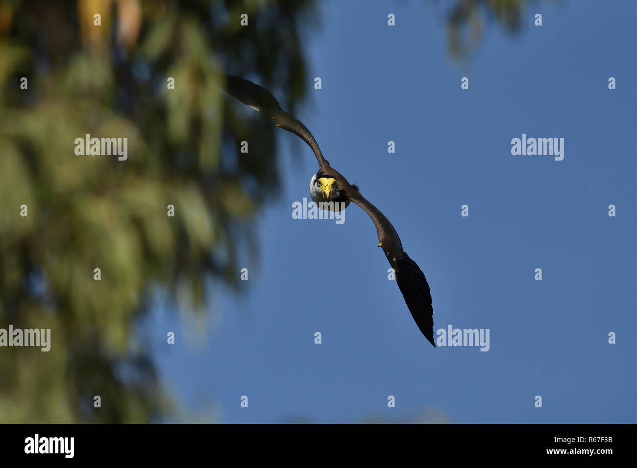 Birds Swooping Down High Resolution Stock Photography and Images - Alamy