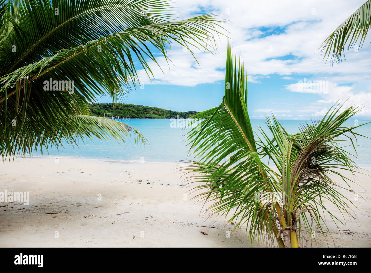 Coconut tree on beach with the blue sky in island Stock Photo - Alamy