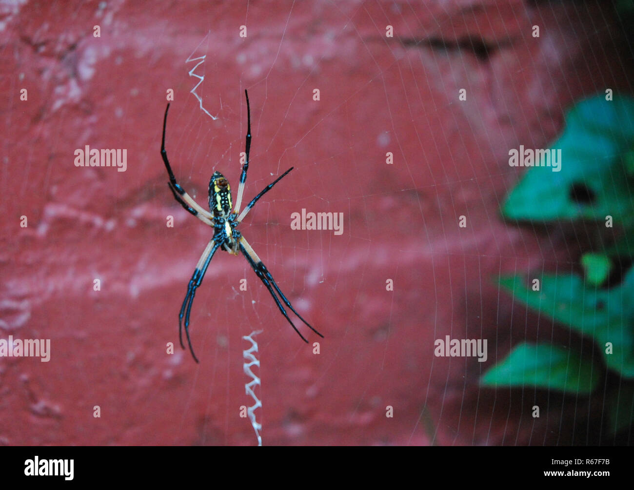 Closeup of spider fangs hi-res stock photography and images - Alamy