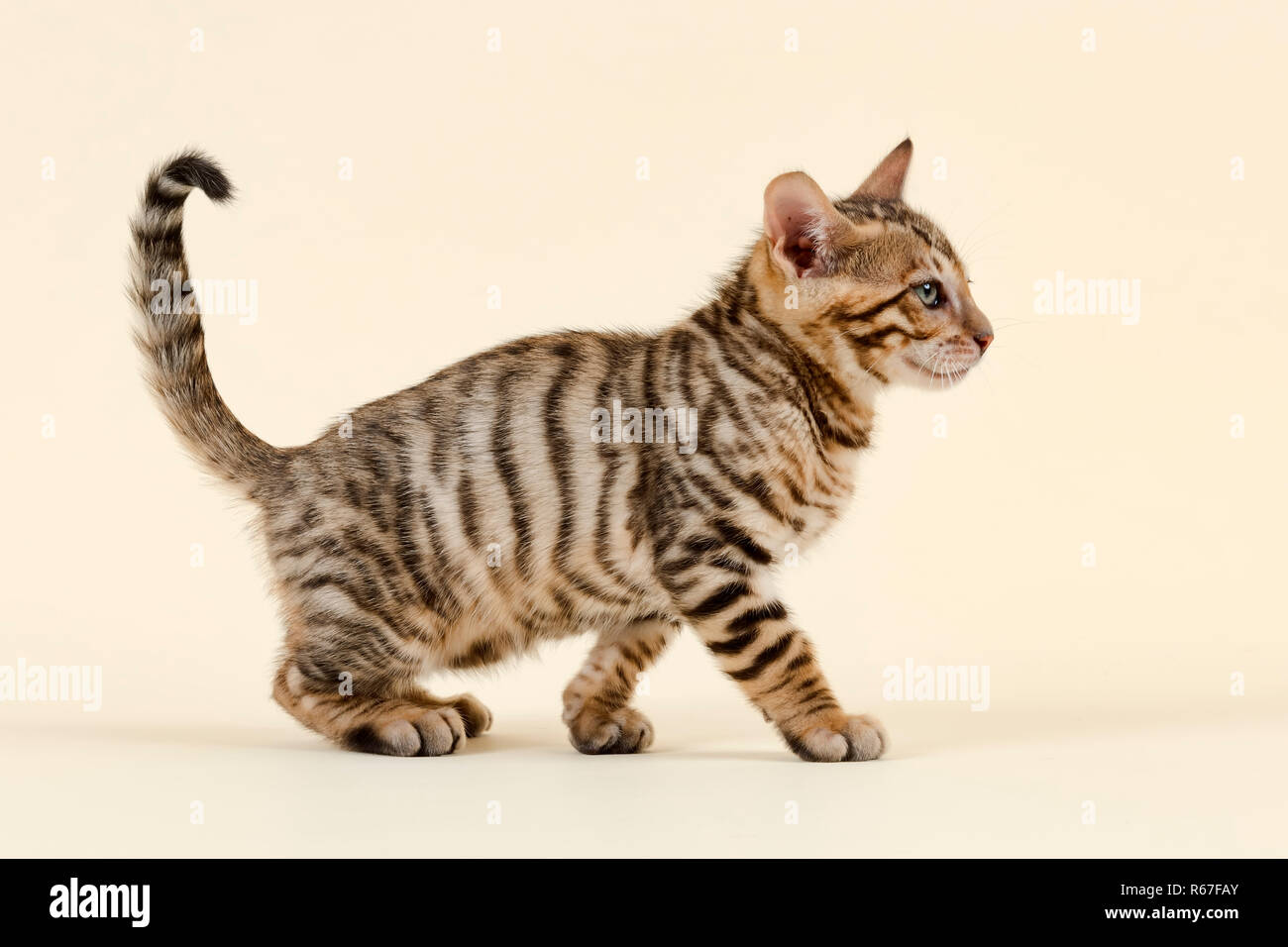 cat toyger 23016 Stock Photo - Alamy