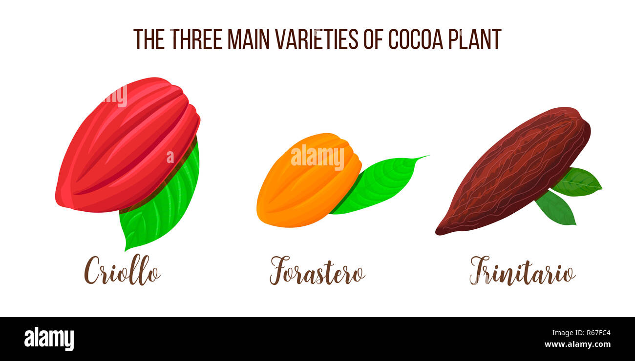 Set of Cocoa pods illustration. Criollo, forastero, trinitario types ...