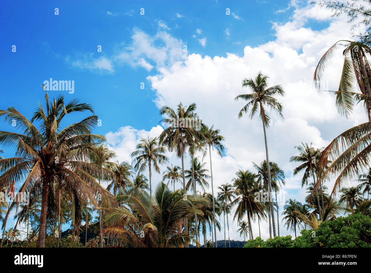 Coconut tree with the sky at sunlight in summer Stock Photo - Alamy