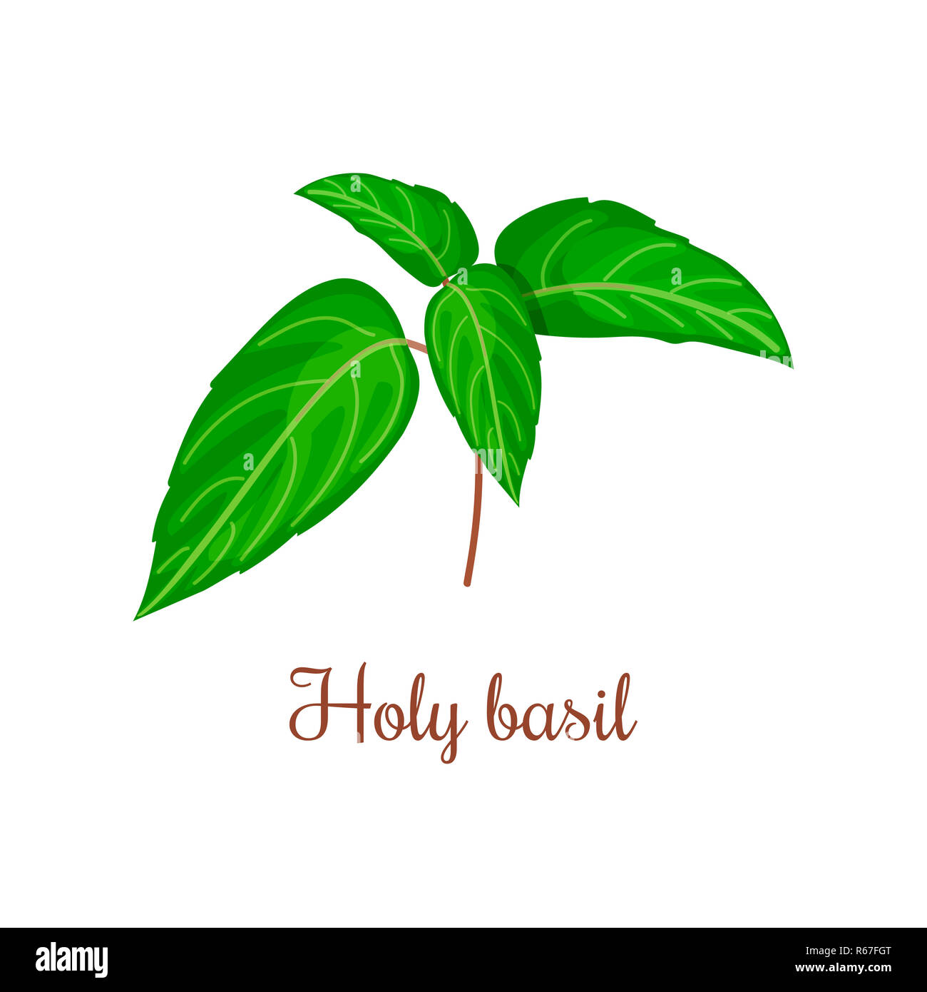 Holy Basil Drawing