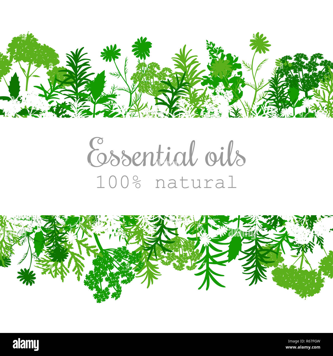 Popular essential oil plants label set in green Stock Photo - Alamy