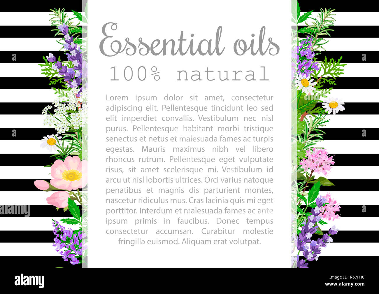 Popular essential oil plants label set. badge with text Stock Photo - Alamy