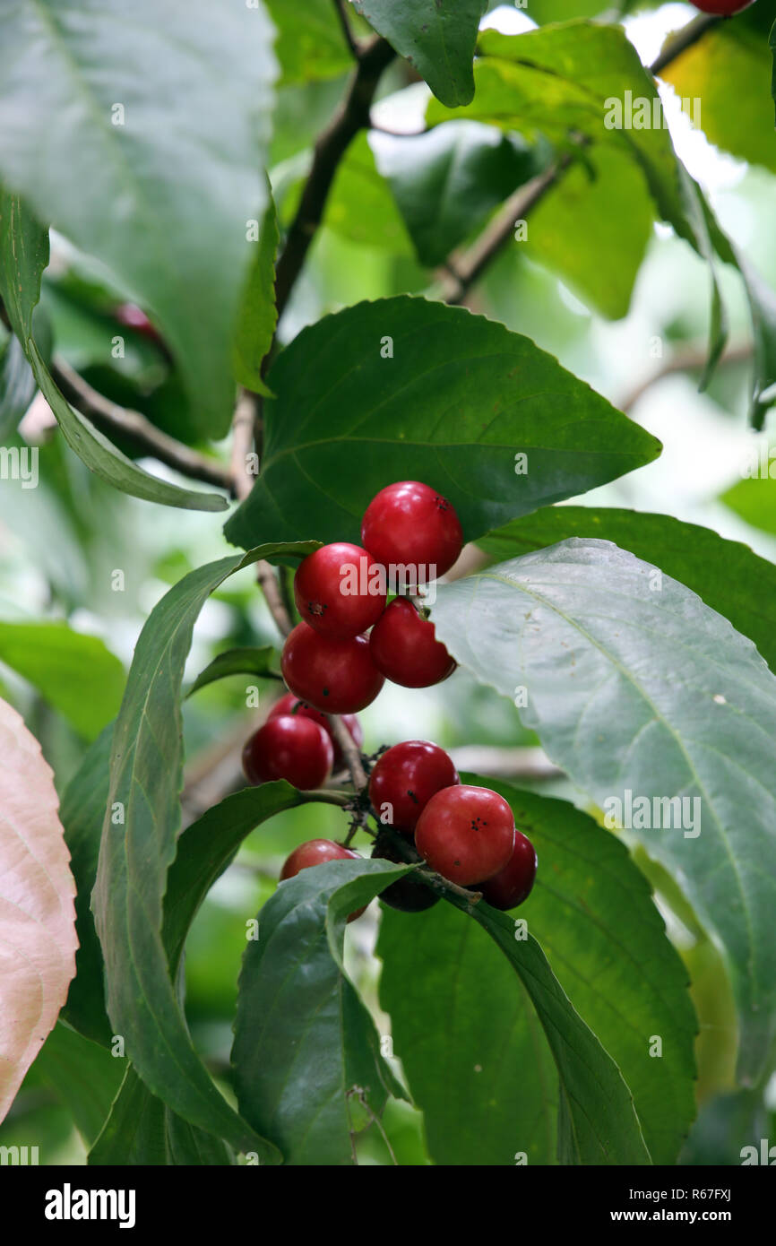 red fruits of flacourtia rukam Stock Photo - Alamy