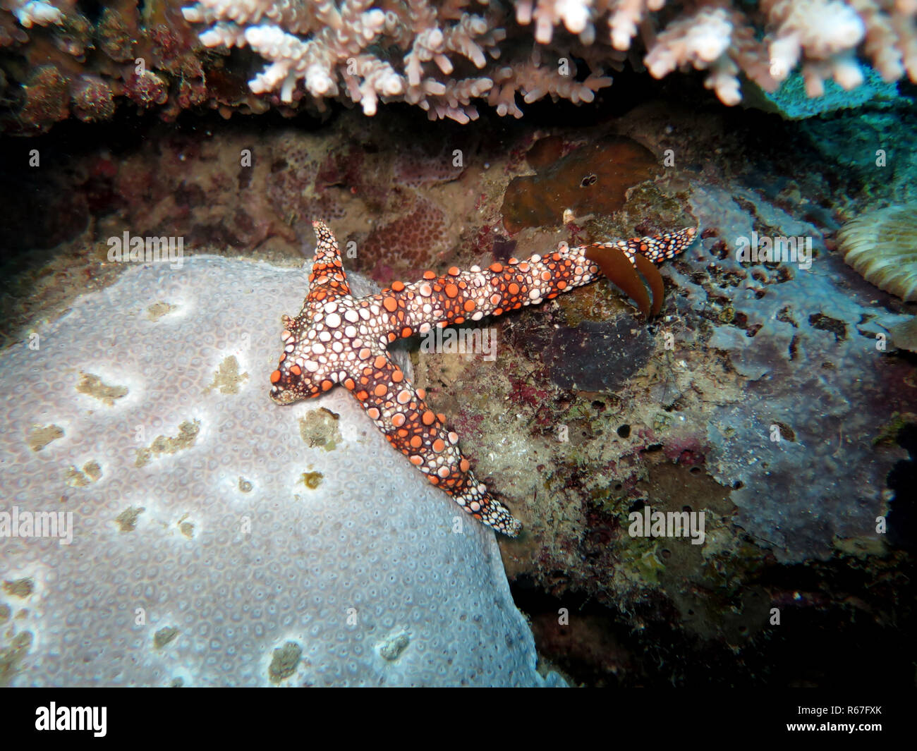 damaged starfish (gomophia gomophia Stock Photo - Alamy