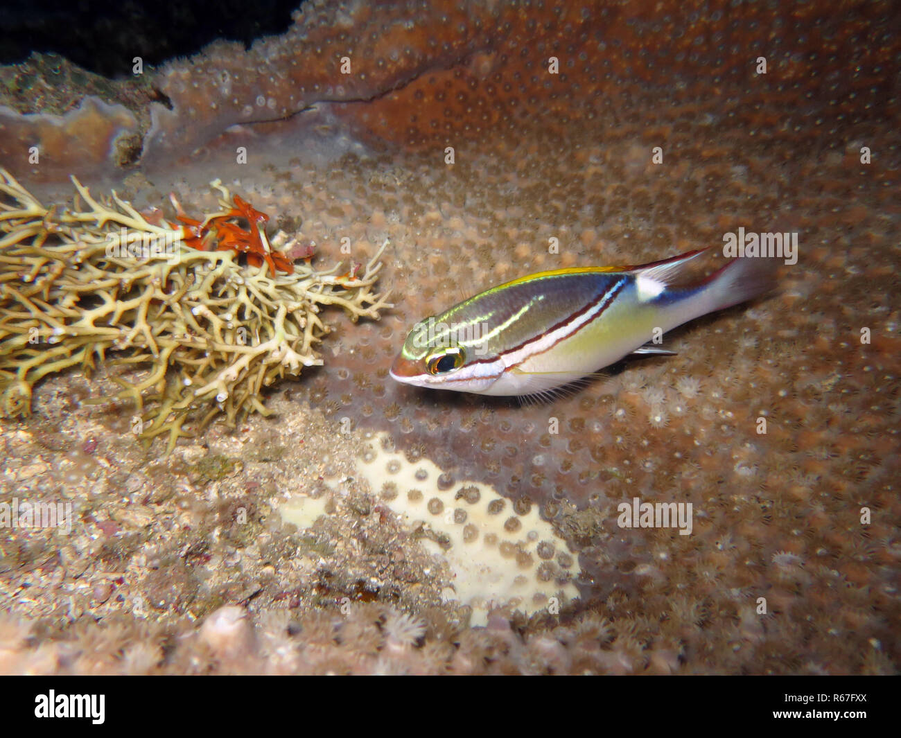 schÃ£Â¤pen scheinschnapper (scolopsis bilineata Stock Photo - Alamy
