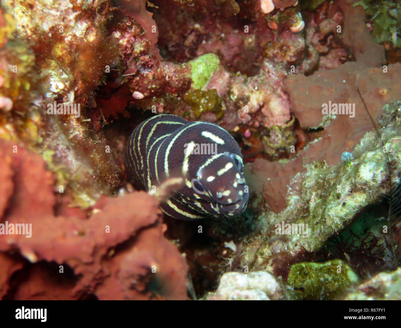 zebra moray eel (gymnomuraena zebra),zebra mum Stock Photo - Alamy
