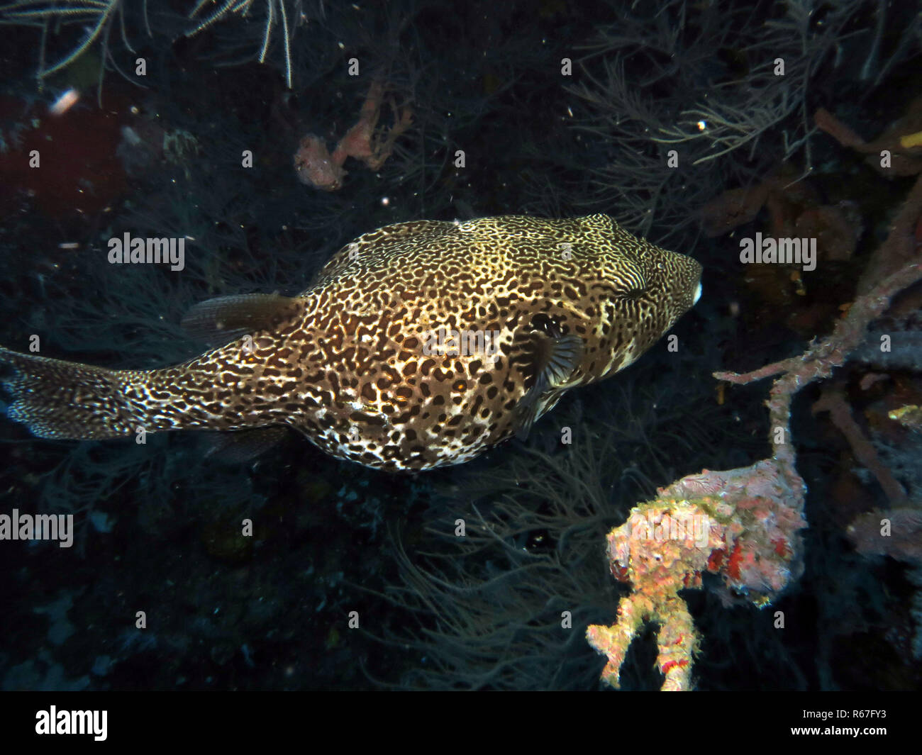 mappa pufferfish (arothron mappa Stock Photo - Alamy