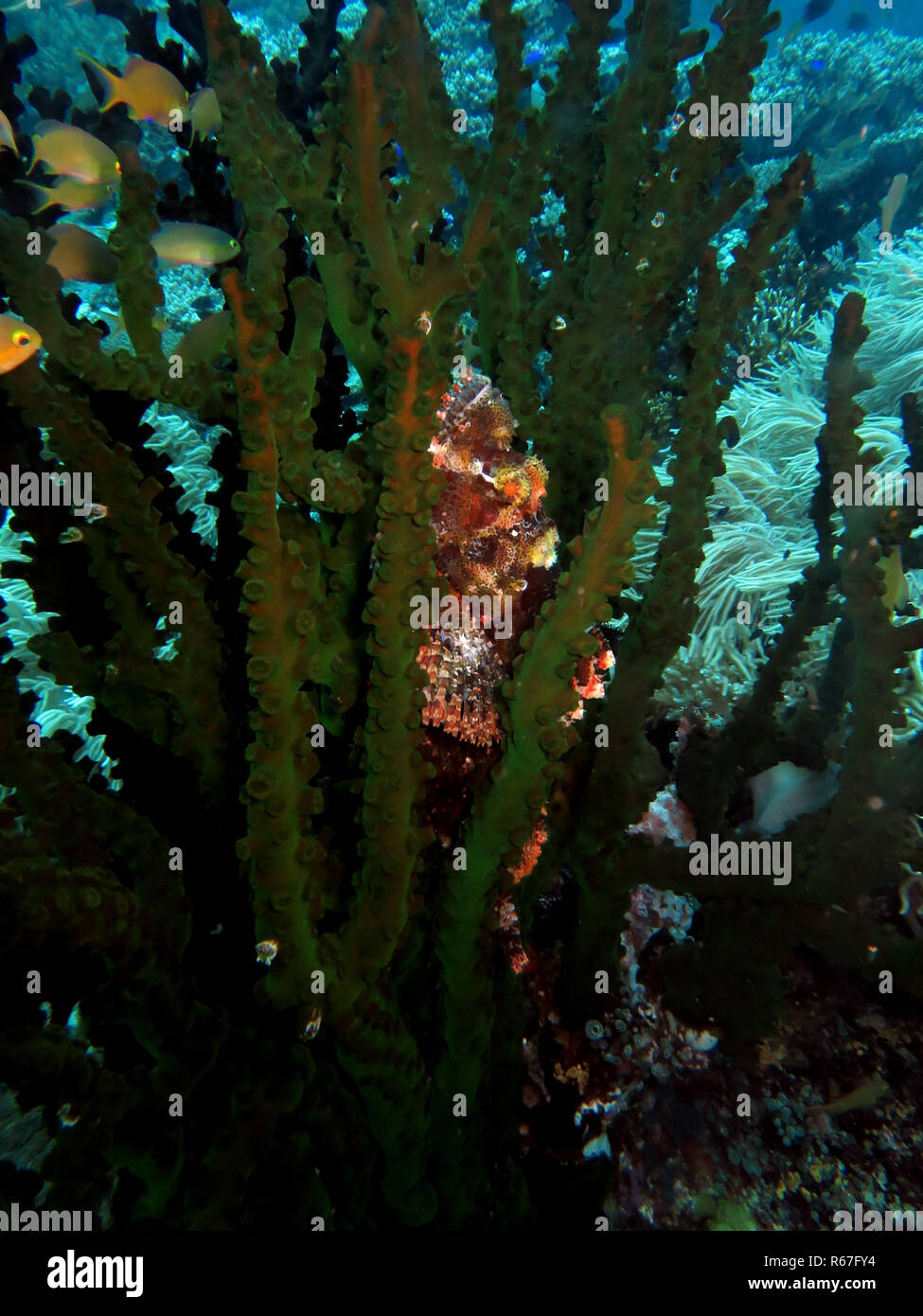 bearded scorpionfish (scorpaenopsis barbata) on black calyx (tubastrea ...