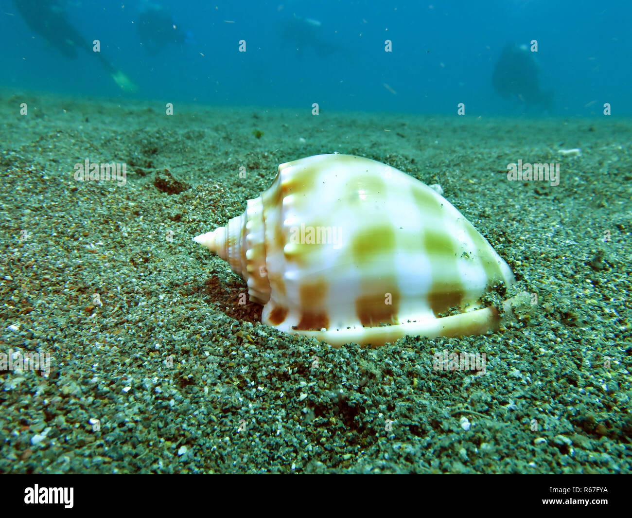 Snake helix hi-res stock photography and images - Alamy