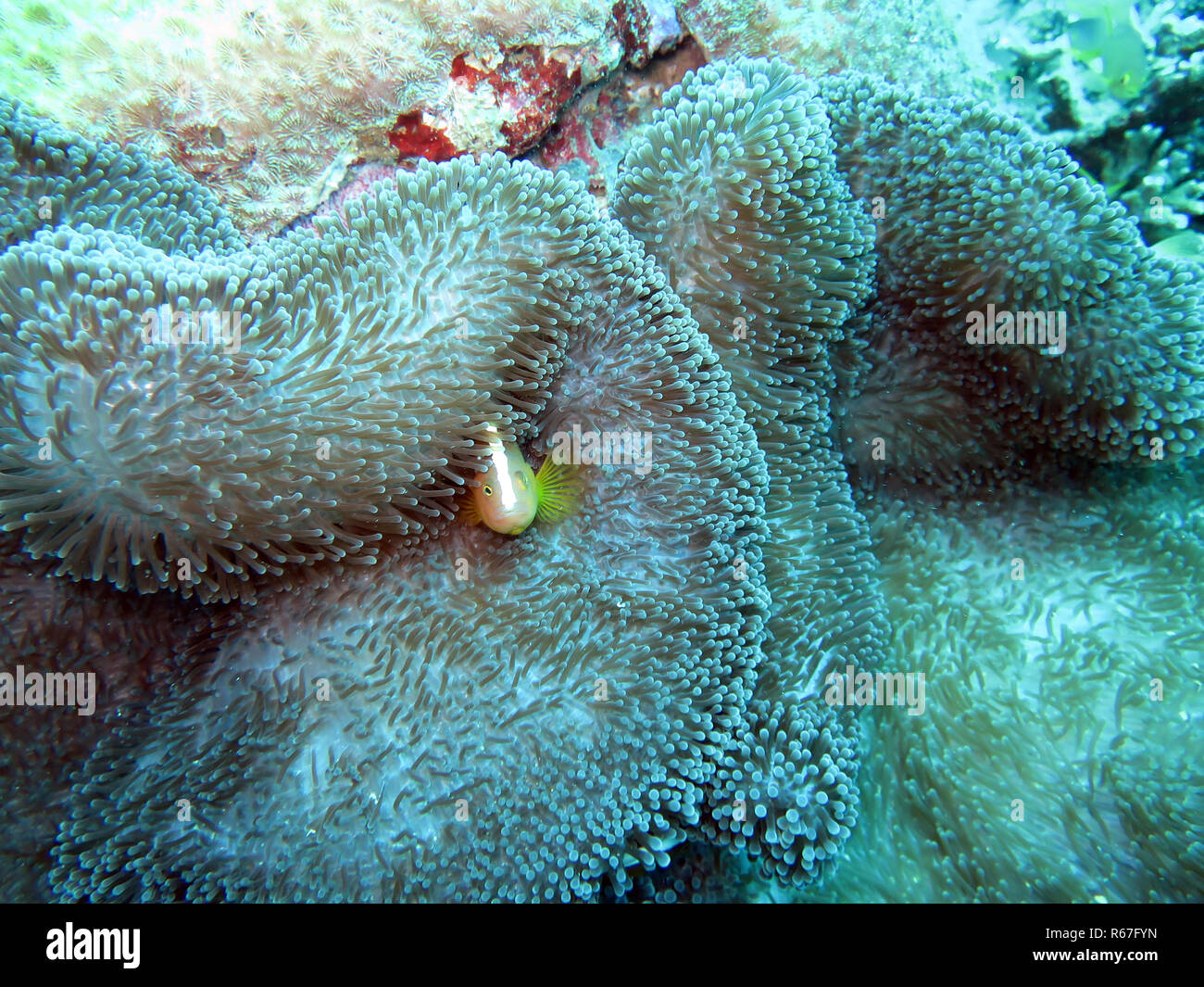 Magnificapintuyan hi-res stock photography and images - Alamy