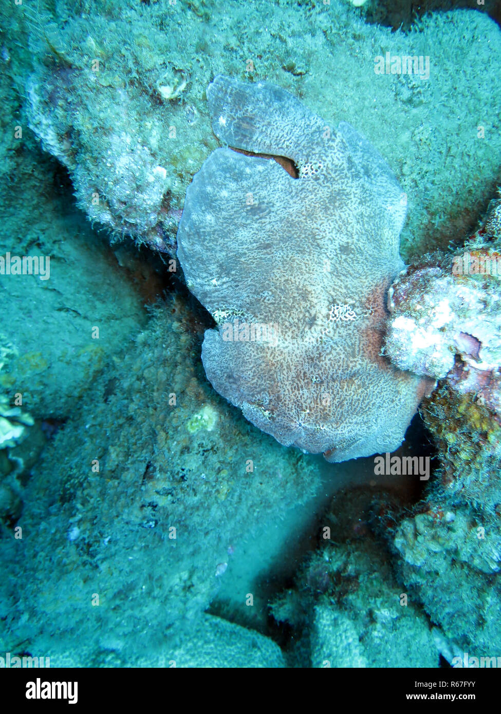 commerson's frogfish (antennarius commerson or antennarius commersoni ...