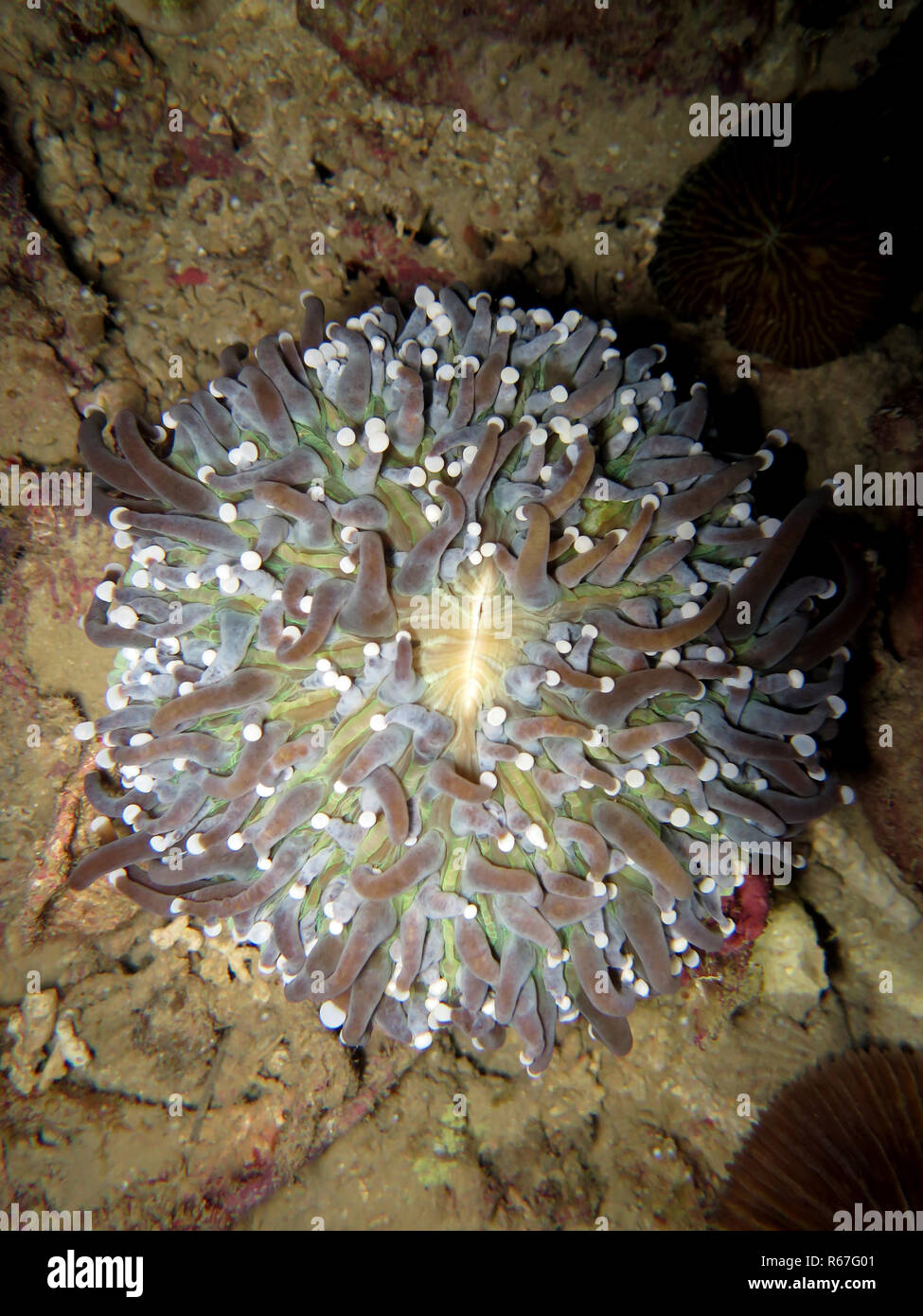 anemone mushroom coral (heliofungia actiniformis Stock Photo - Alamy