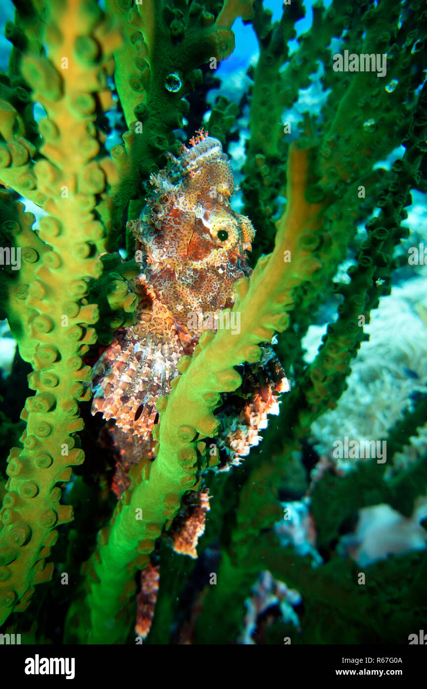 bearded scorpionfish (scorpaenopsis barbata) on black calyx (tubastrea ...