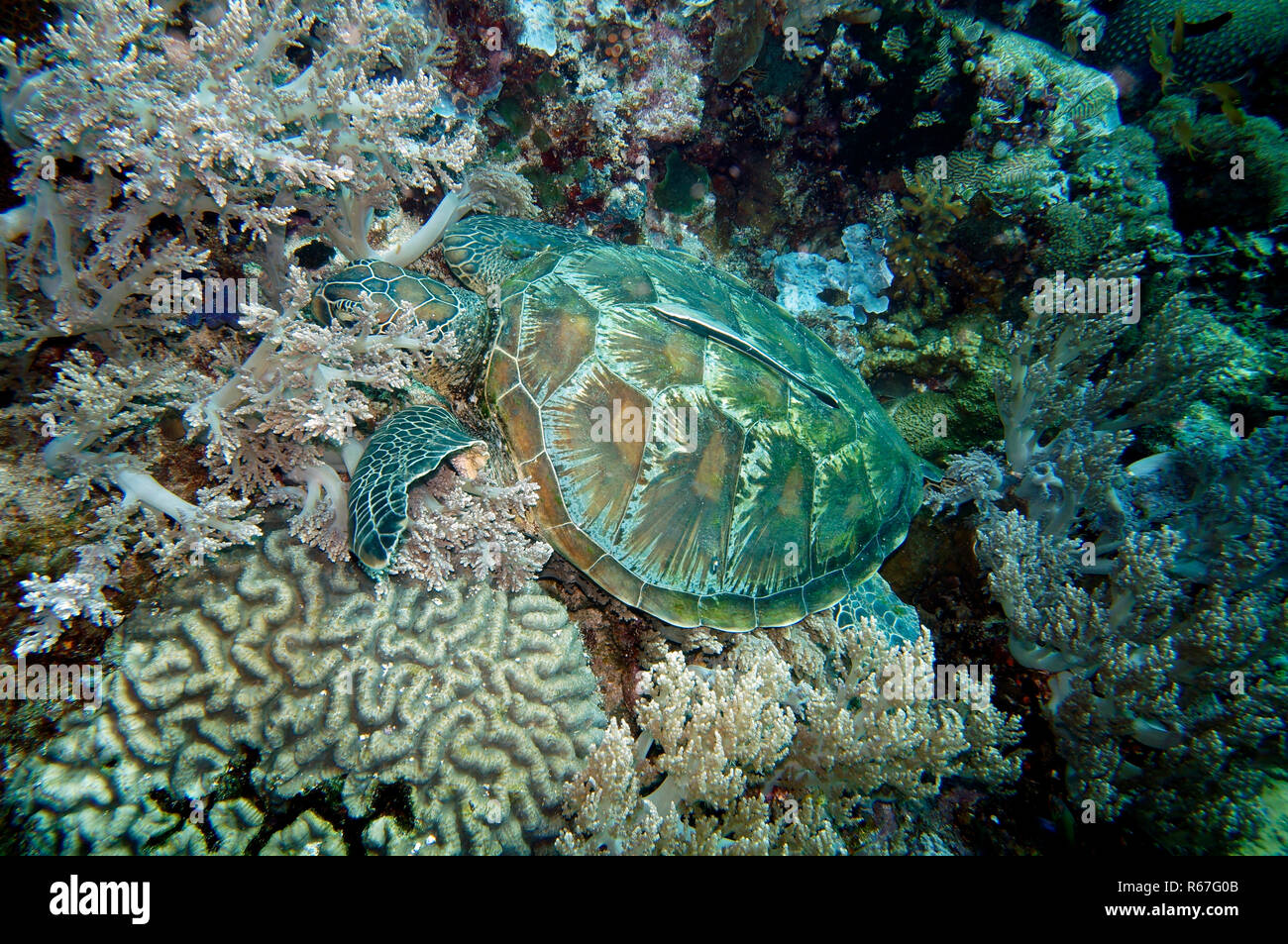 green turtle (chelonia mydas),green sea turtle Stock Photo - Alamy