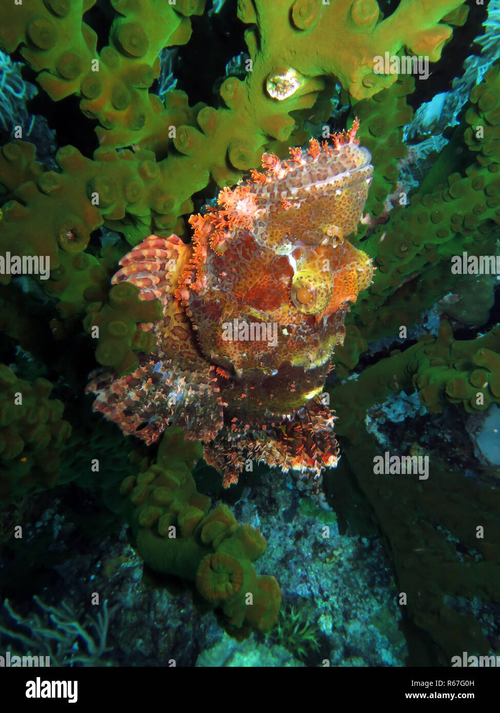bearded scorpionfish (scorpaenopsis barbata) on black calyx (tubastrea ...