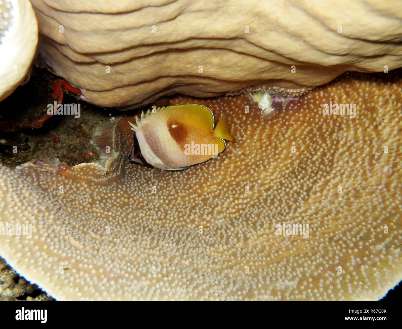 Klein's butterflyfish hi-res stock photography and images - Alamy