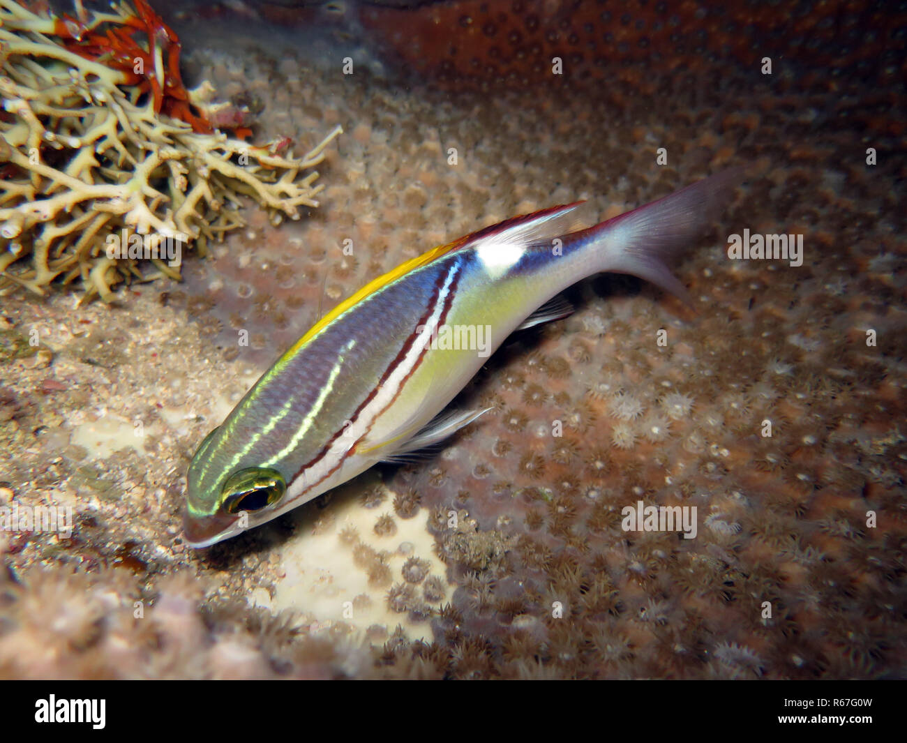 schÃ£Â¤pen scheinschnapper (scolopsis bilineata Stock Photo - Alamy