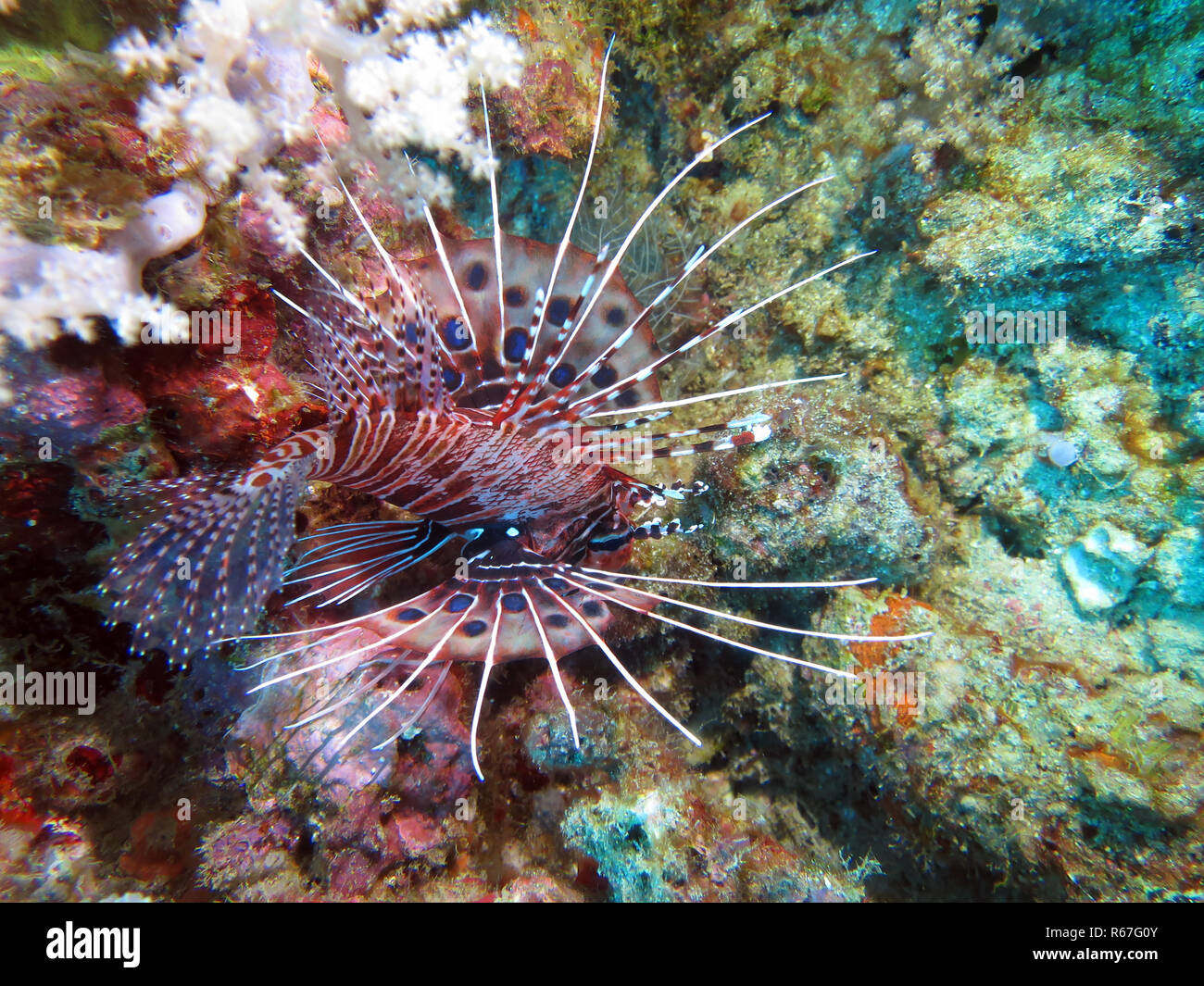 antenna lionfish (pterois antennata),antenna fire fish Stock Photo - Alamy