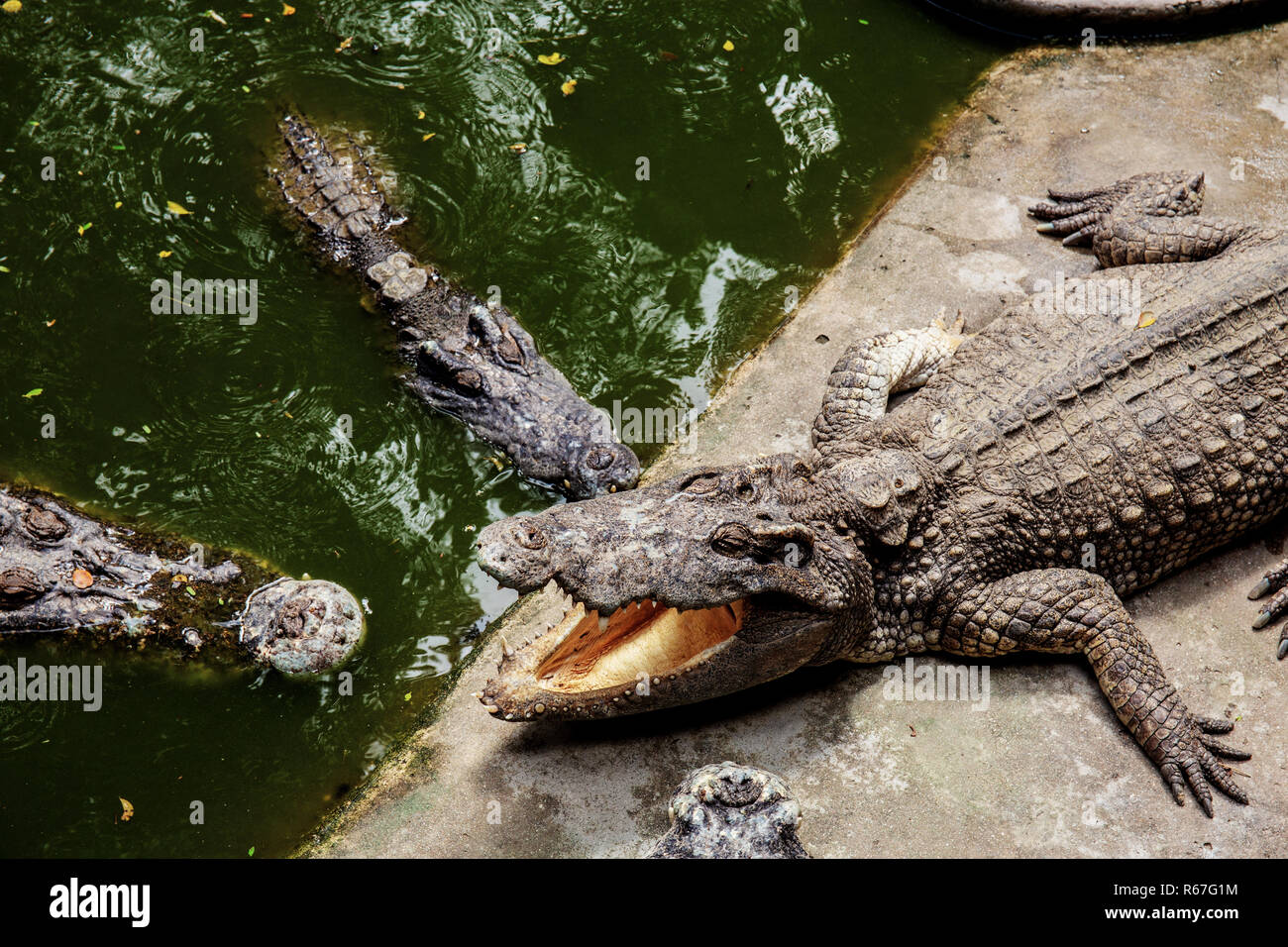 Crocodile in pond of farm with the sunlight Stock Photo - Alamy