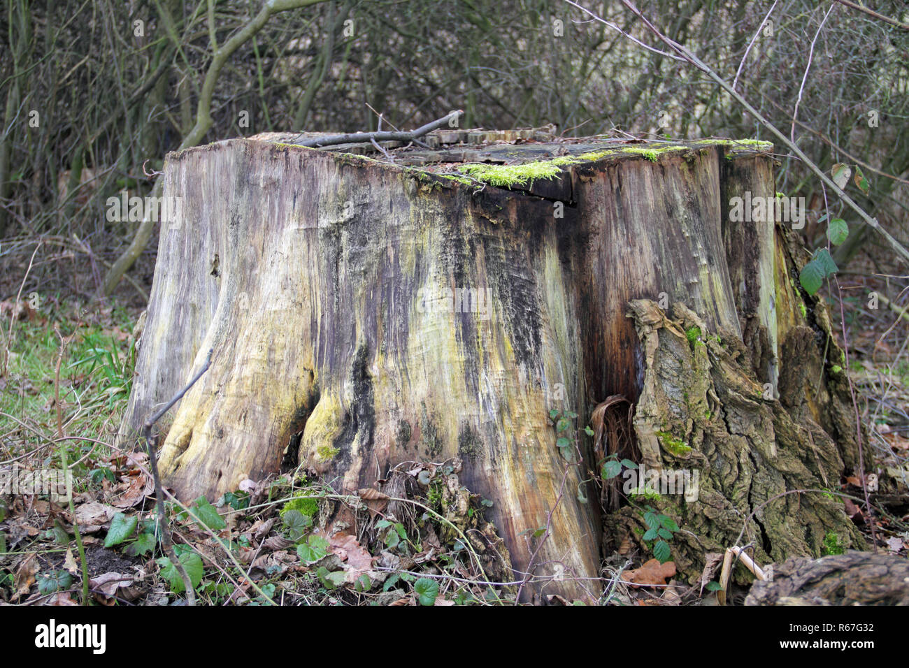 old tree stump Stock Photo - Alamy