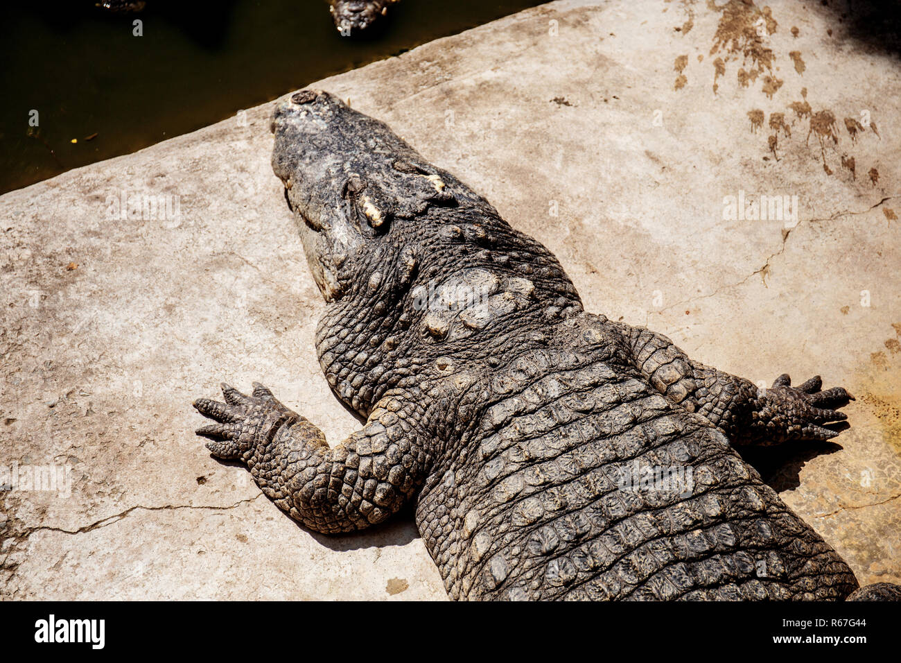 Crocodile in pond of farm at sunlight with background Stock Photo - Alamy