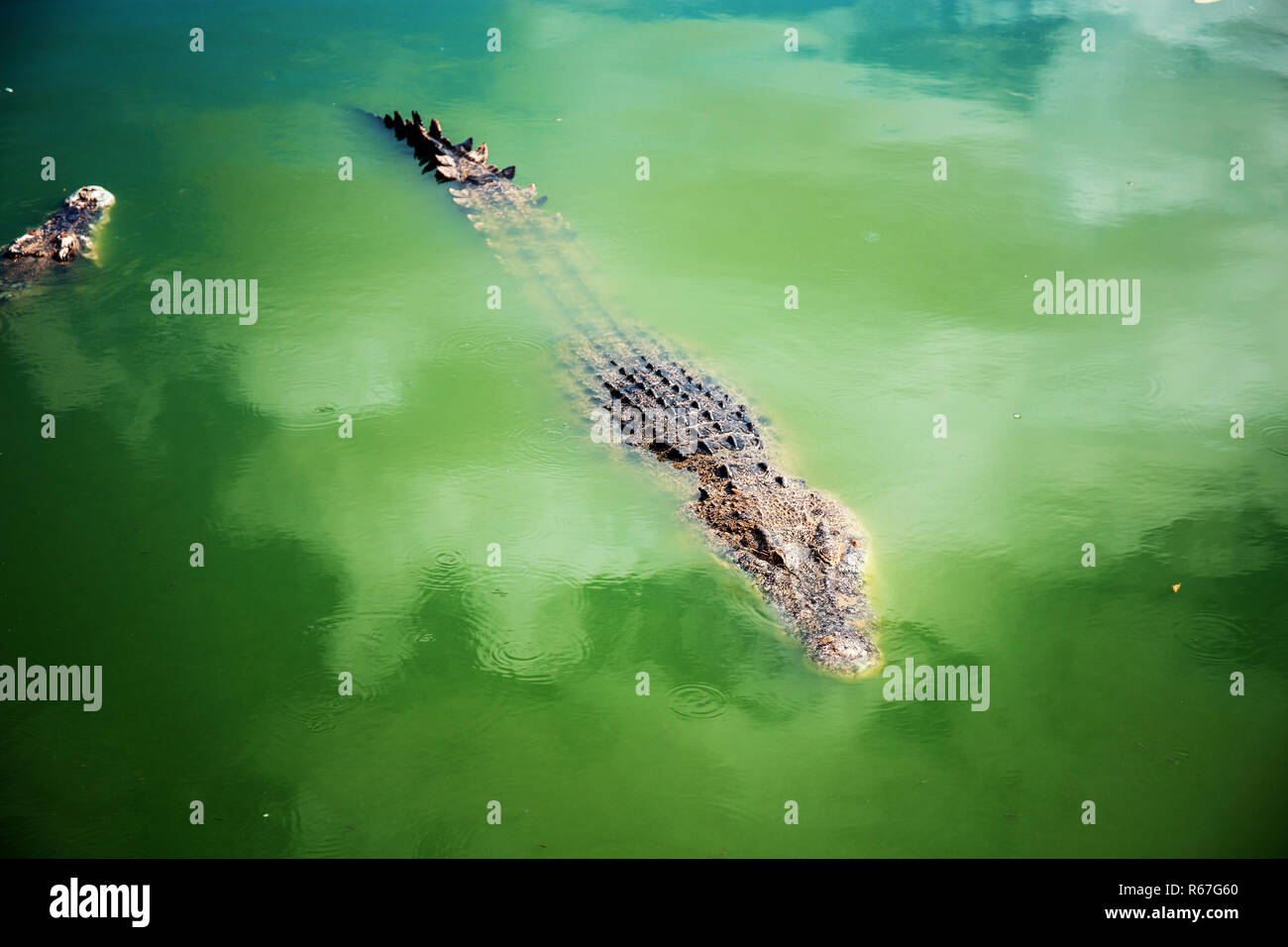 Crocodile in pond of farm with green background Stock Photo - Alamy