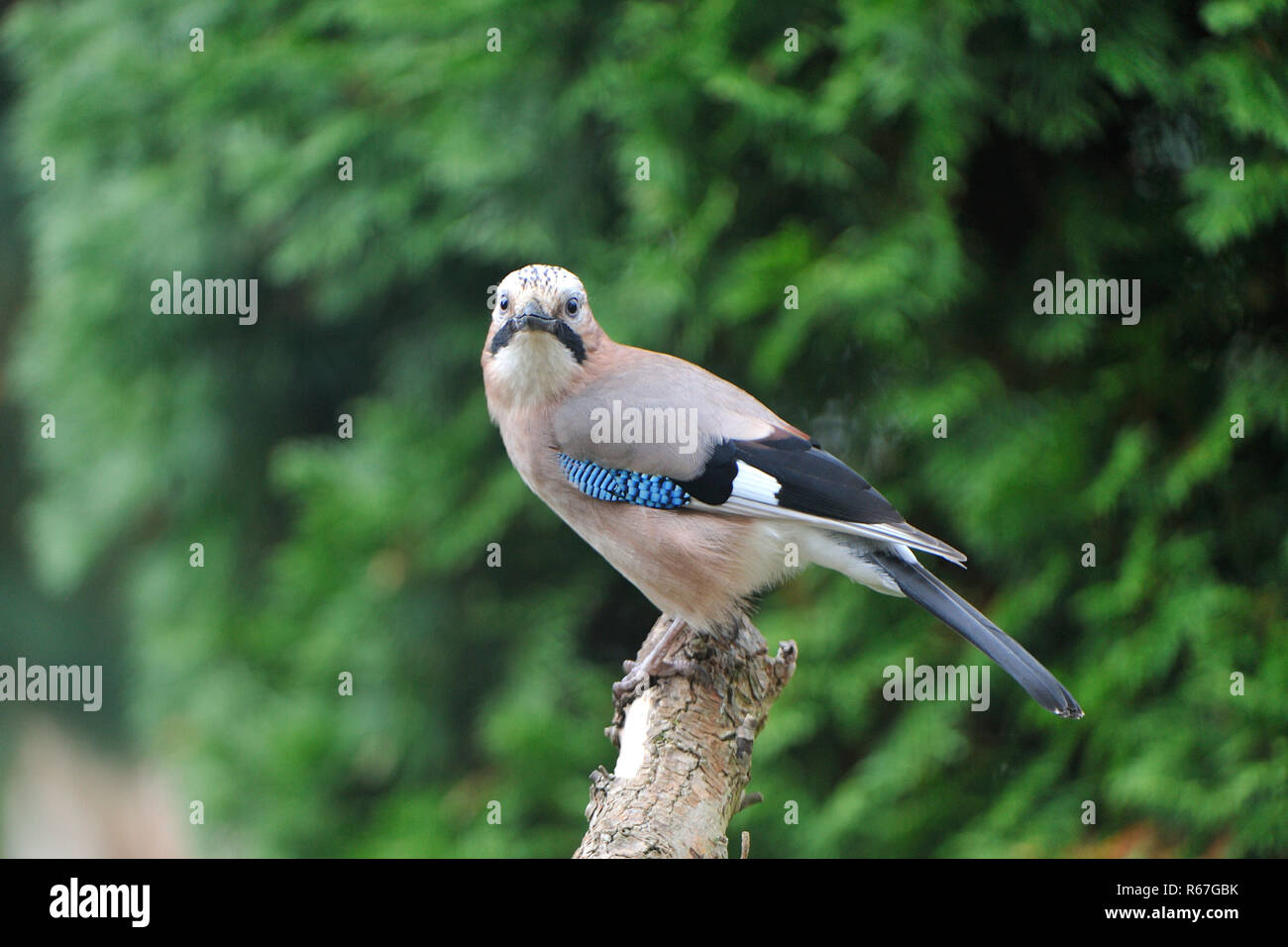Jay ha hi-res stock photography and images - Alamy