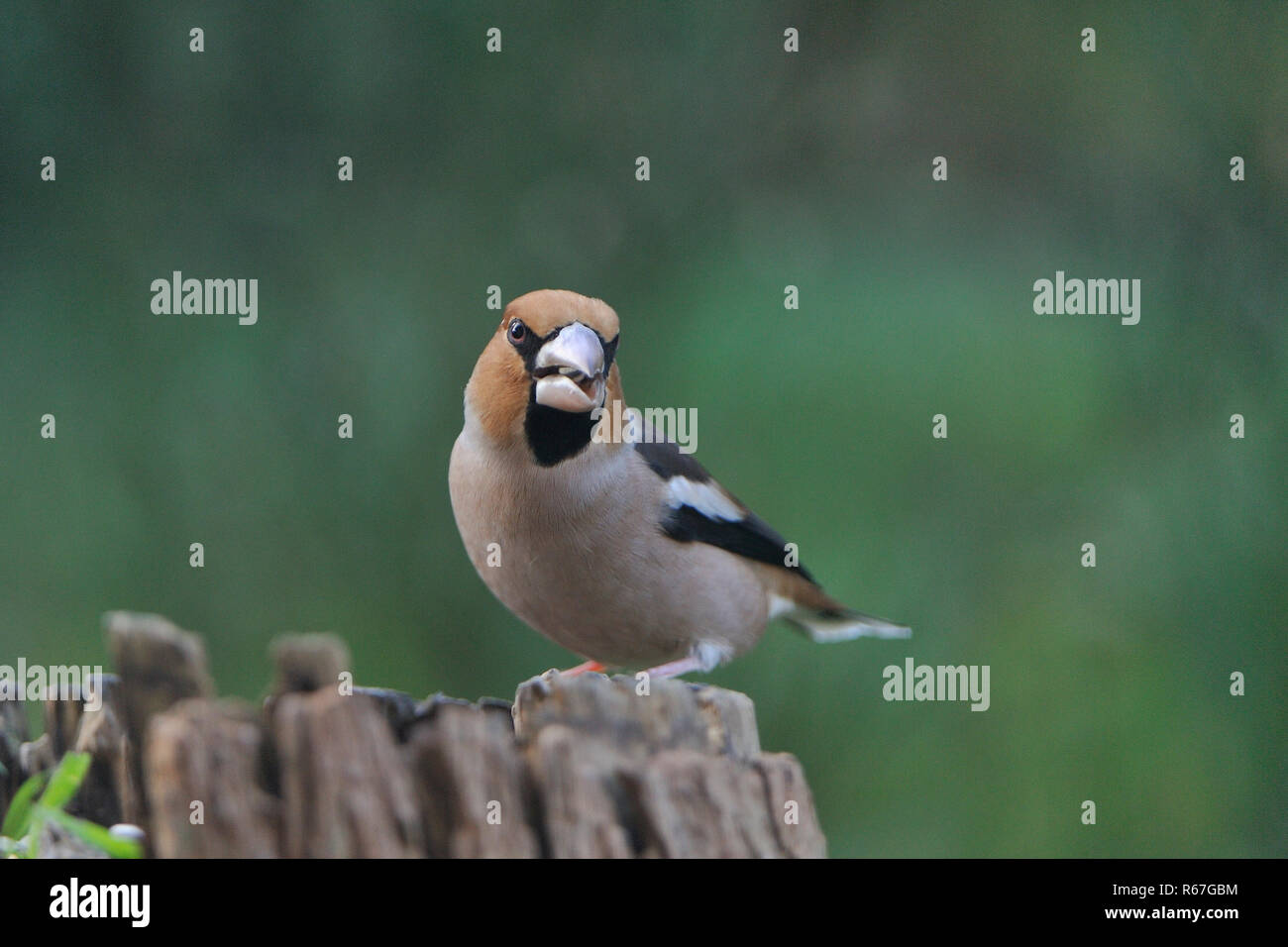 Hawfinch singing hi-res stock photography and images - Alamy