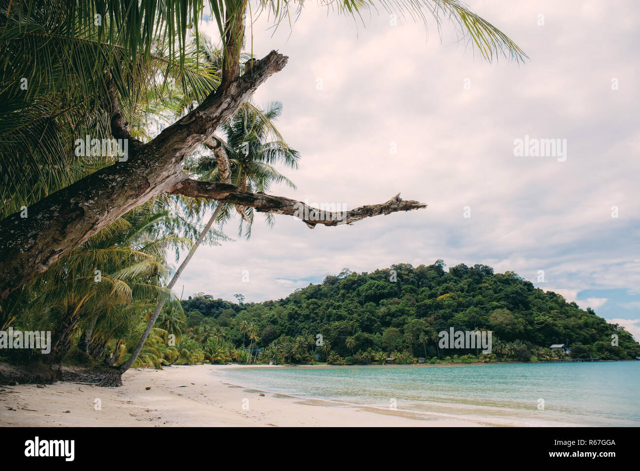 Dries tree on beach at the sea with the sky in summer Stock Photo - Alamy