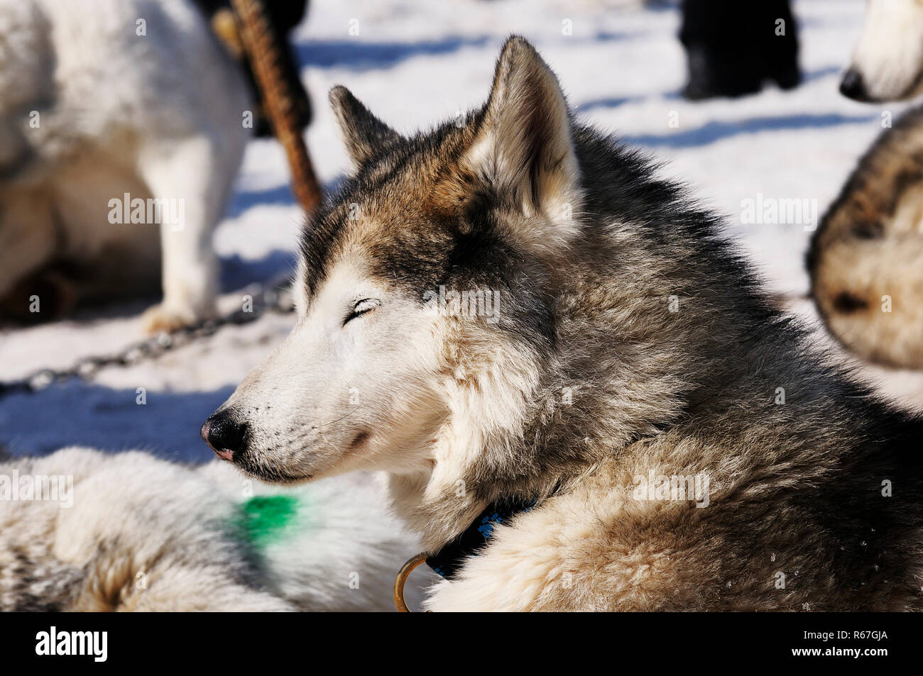 Siberian Husky in the snow Stock Photo - Alamy
