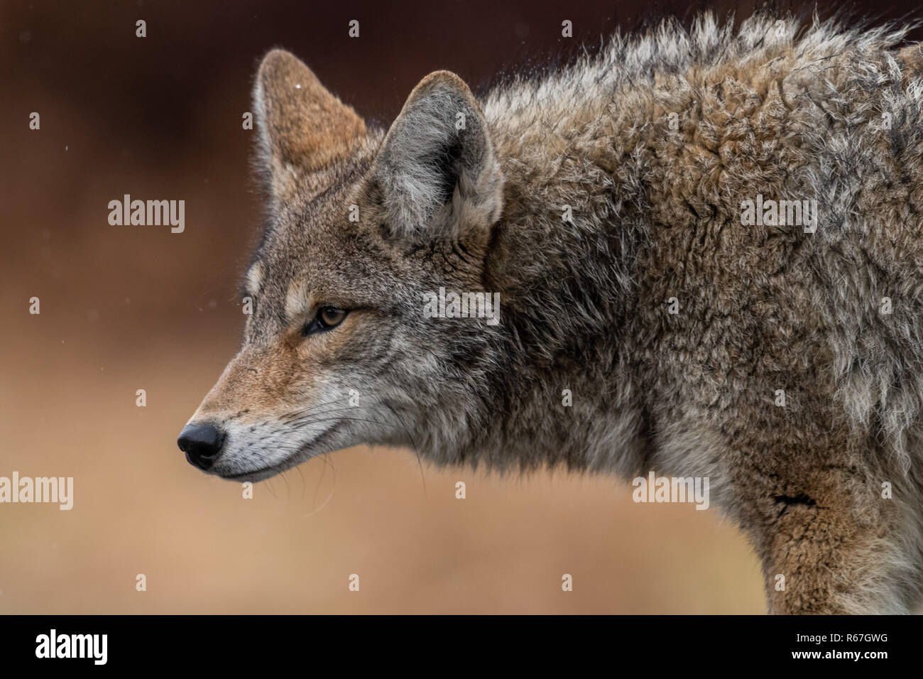 Coyote in Canada Stock Photo - Alamy