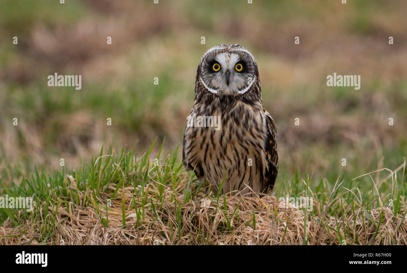 Short eared owl sunshine hi-res stock photography and images - Alamy