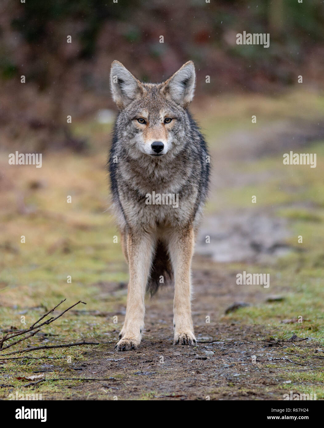 Coyote in Canada Stock Photo - Alamy